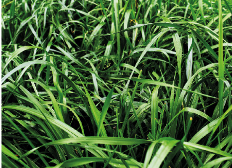 SEMILLA PASTO RYE GRASS ANUAL AUBADE – AGROTODO