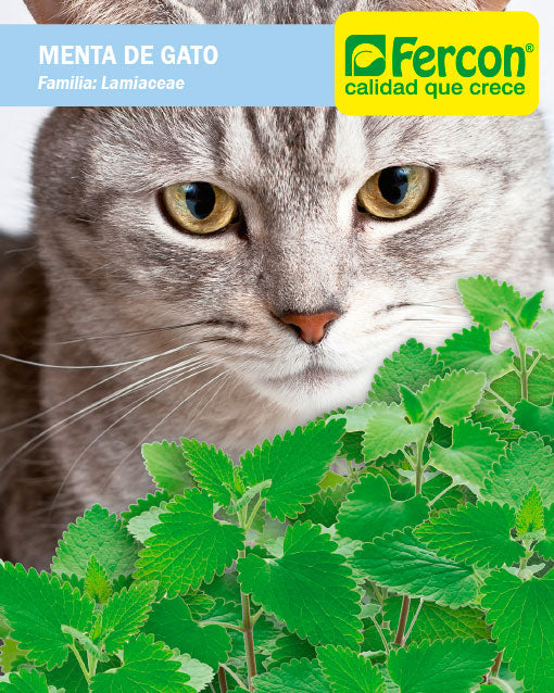 MENTA DE GATO FERCON – AGROTODO